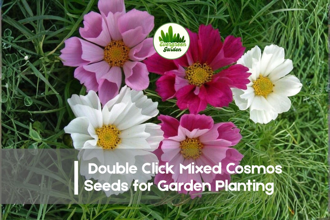 200 Double Click Cosmos Seeds - Etsy