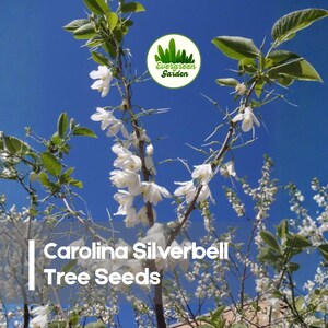 6 Carolina Silverbell Tree Seeds - Etsy