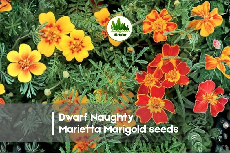 200 Dwarf Naughty Marietta Marigold Seeds - Etsy