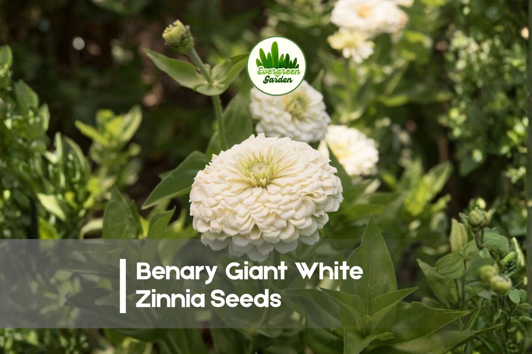100 Benary Giant White Zinnia Seeds - Etsy