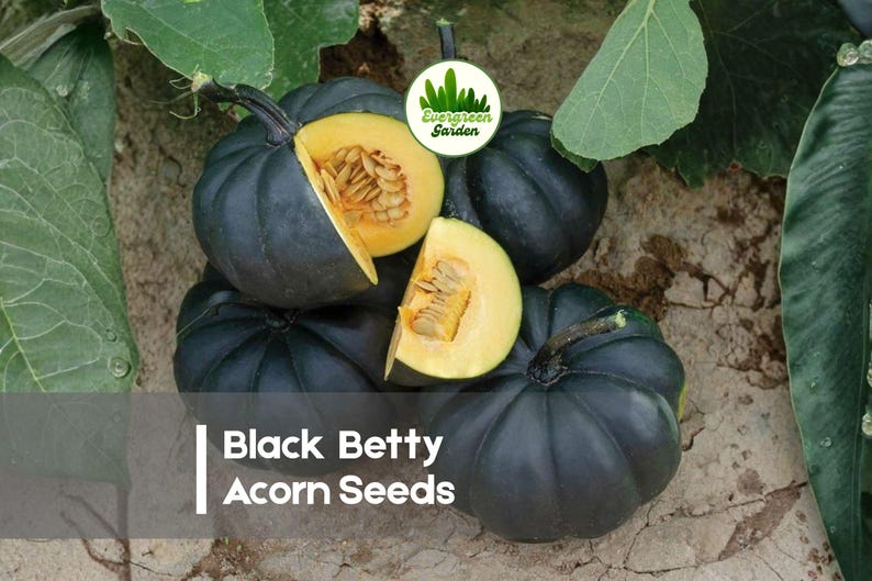 10 Black Betty Acorn Seeds - Etsy