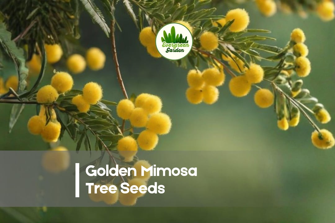 30 Golden Mimosa Tree Seeds - Etsy
