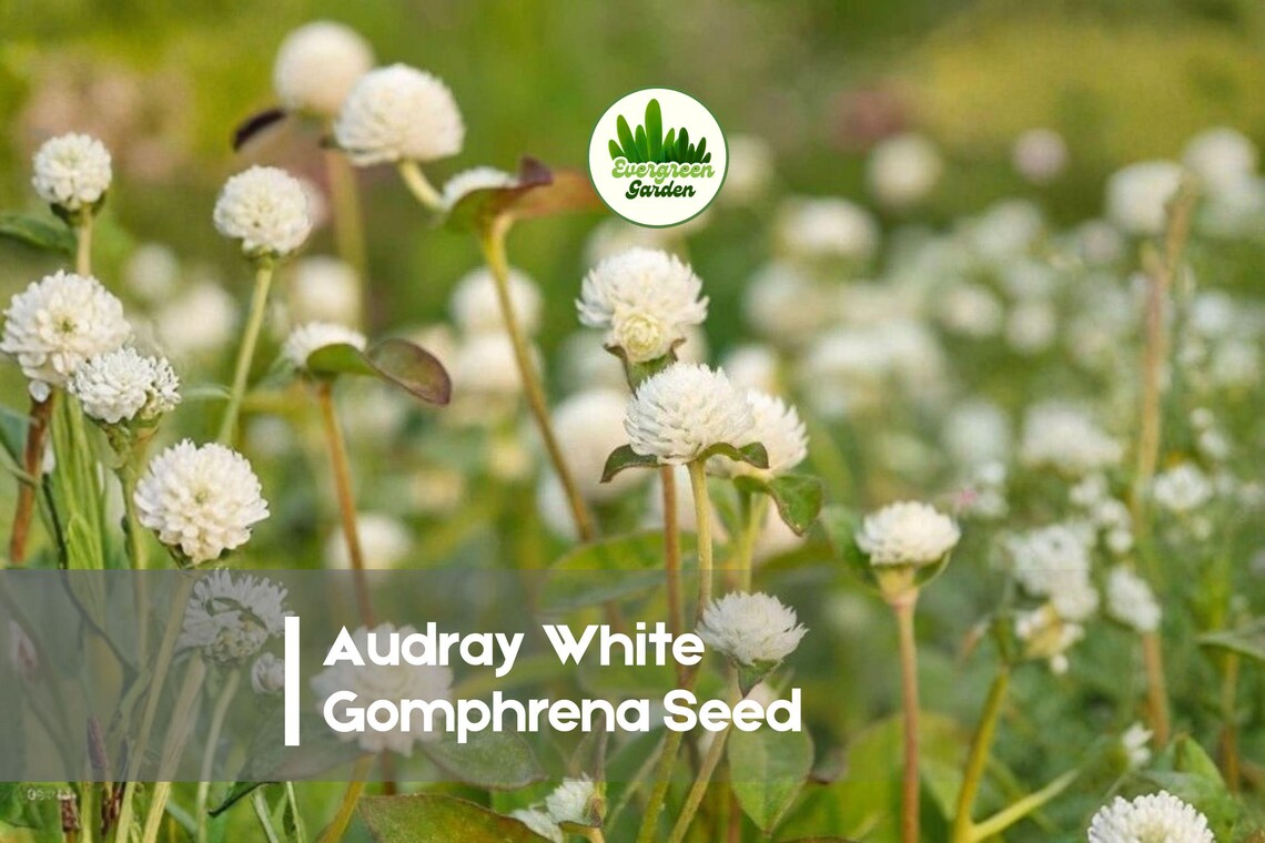50 Audray White Gomphrena Seed - Etsy
