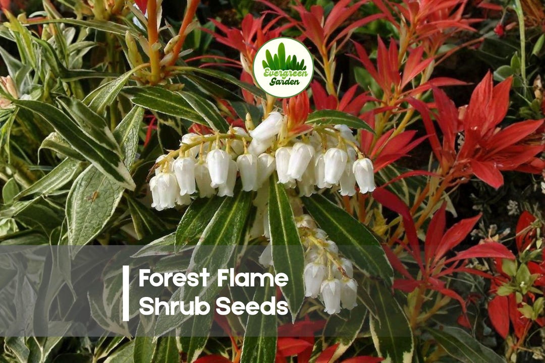 30 Forest Flame Shrub Seeds - Etsy