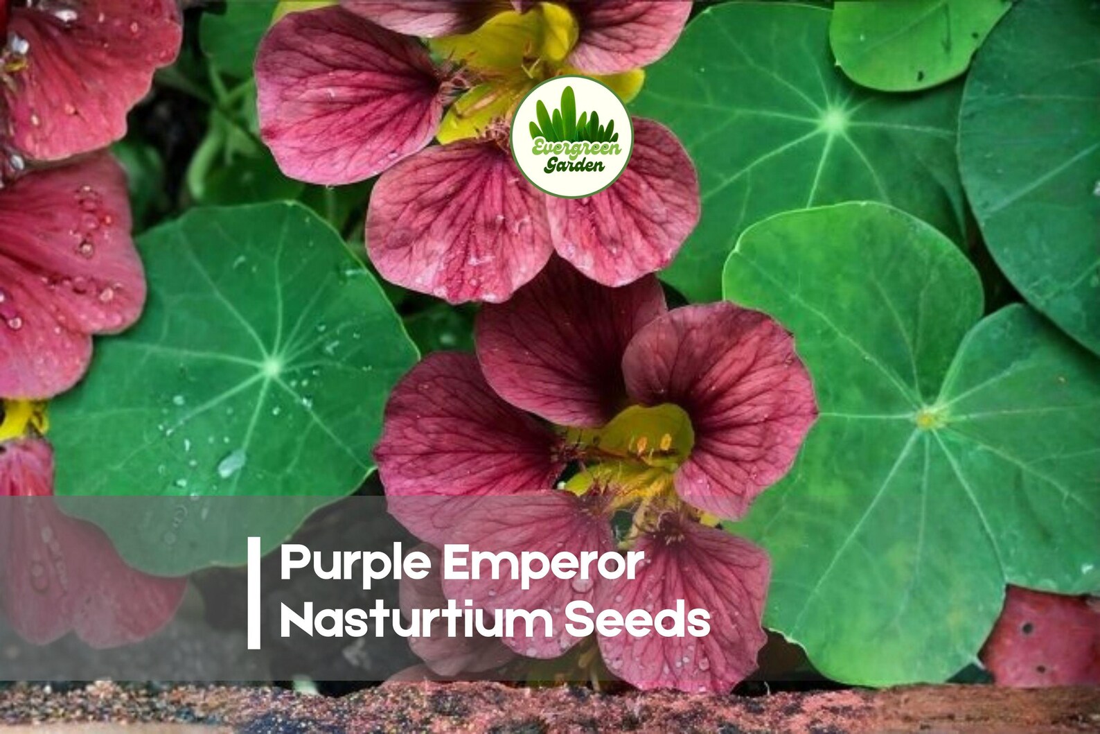 50 Purple Emperor Nasturtium Seeds - Etsy