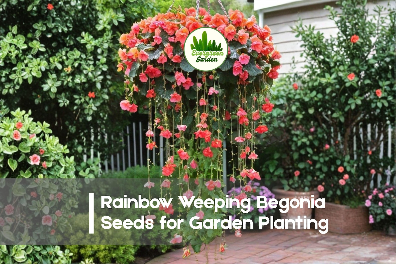 25 Rainbow Weeping Begonia Seeds - Etsy