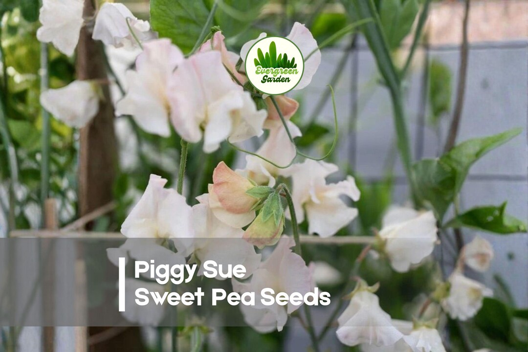 50 Piggy Sue Sweet Pea Seeds - Etsy