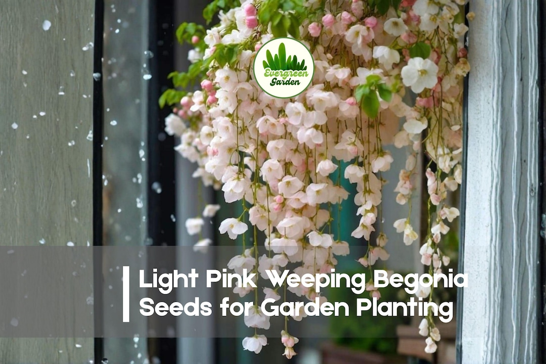 25 Light Pink Weeping Begonia Seeds – Cascading Pastel Blooms, Easy to ...