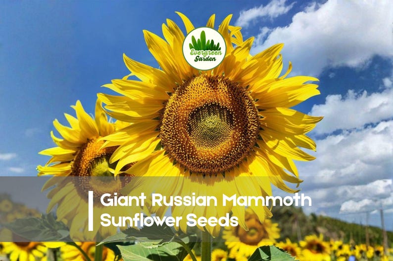 20 Giant Russian Mammoth Sunflower Seeds - Etsy