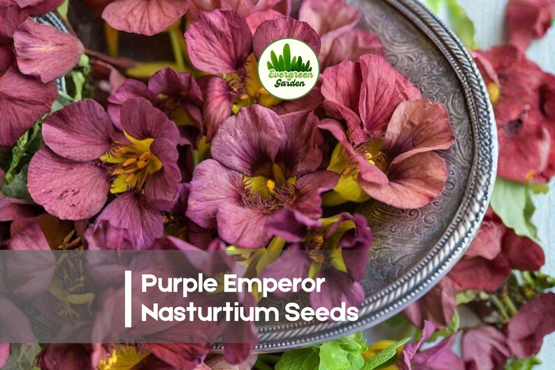 50 Purple Emperor Nasturtium Seeds - Etsy