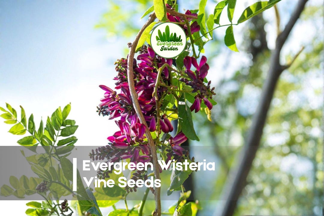 5 Evergreen Wisteria Vine Seeds - Etsy