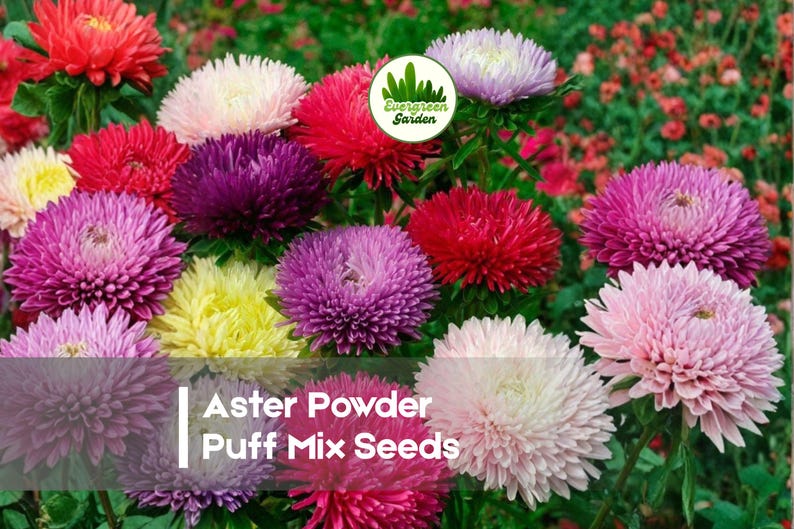 100 Aster Powder Puff Mix Seeds - Etsy