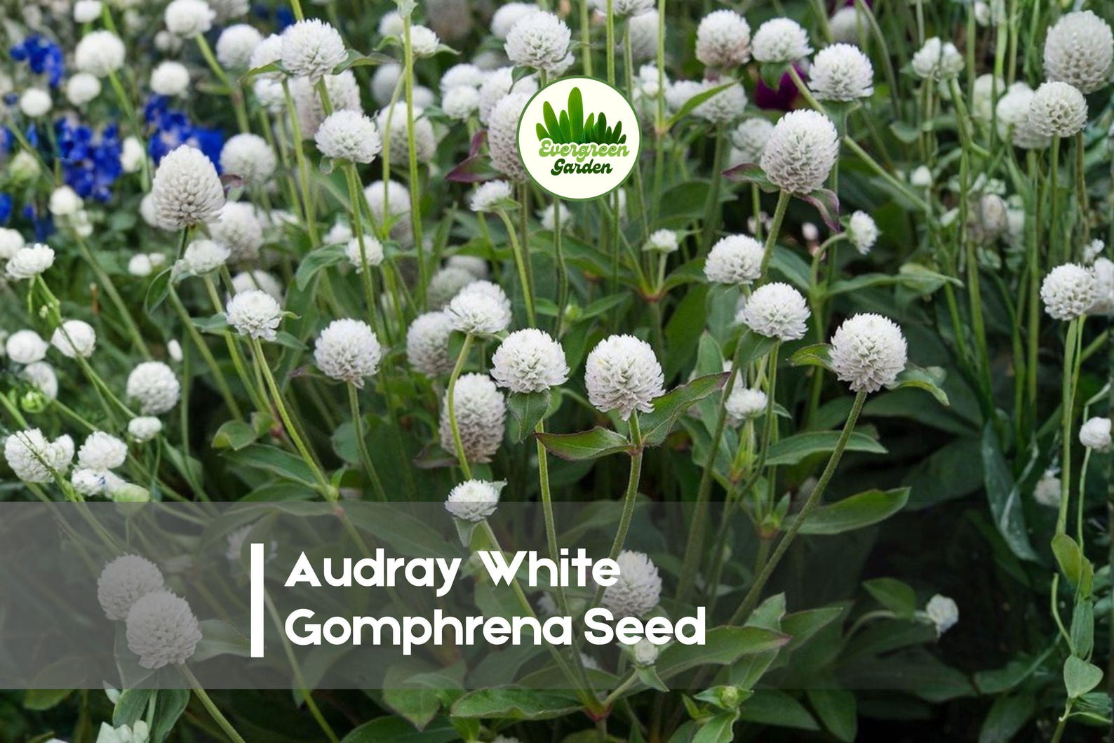 50 Audray White Gomphrena Seed - Etsy