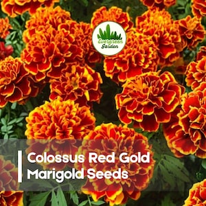 25 Colossus Red Gold Marigold Seeds - Etsy