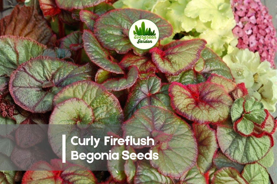 25 Curly Fireflush Begonia Seeds - Etsy