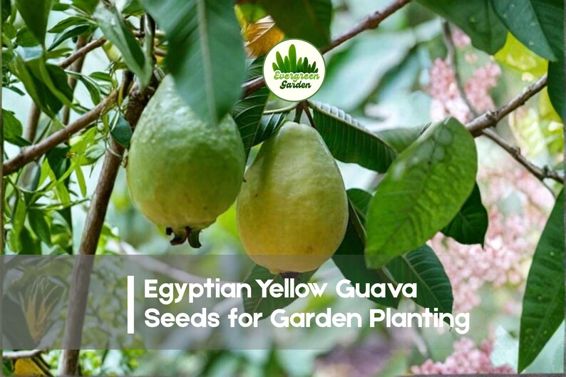 50 Egyptian Yellow Guava Seeds – Sweet Tropical Fruit Tree, Fragrant ...