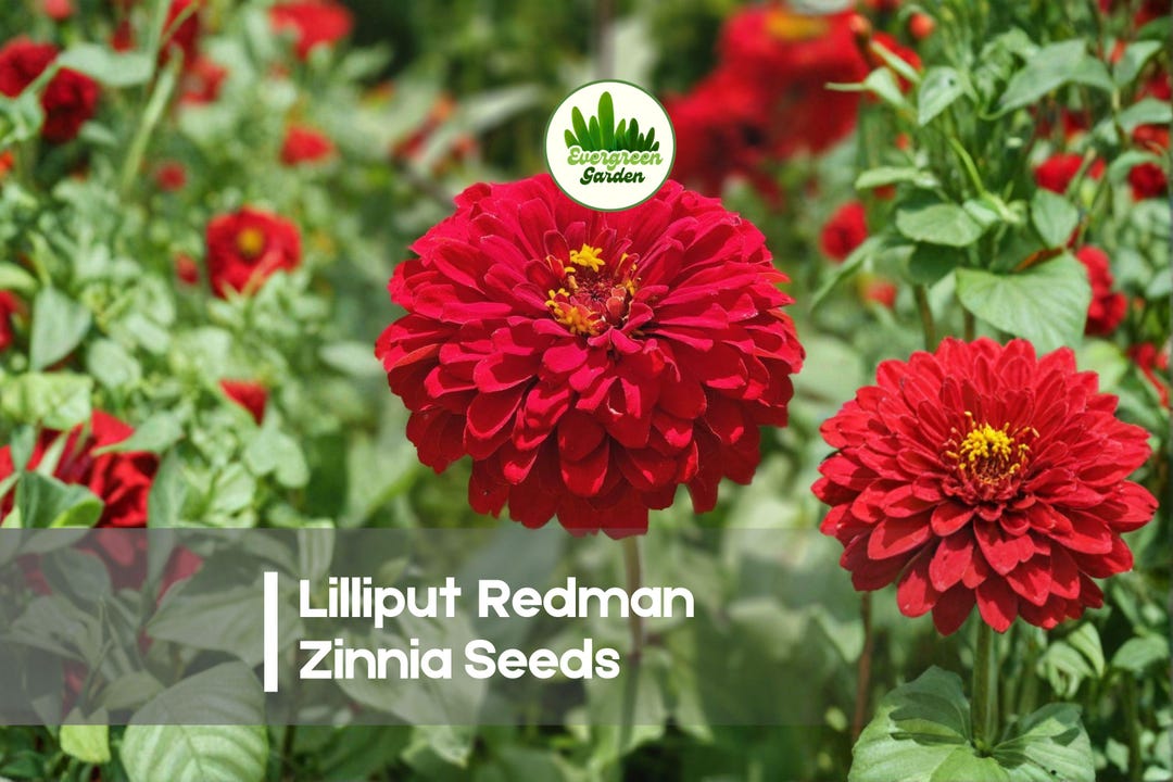100 Lilliput Redman Zinnia Seeds - Etsy