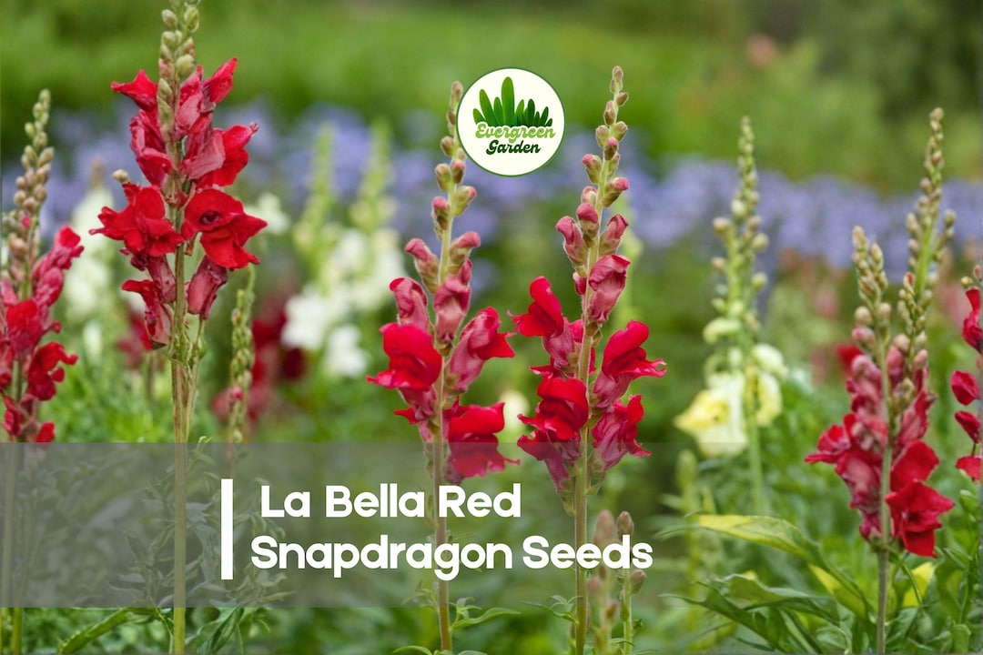 1000 La Bella Red Snapdragon Seeds - Etsy