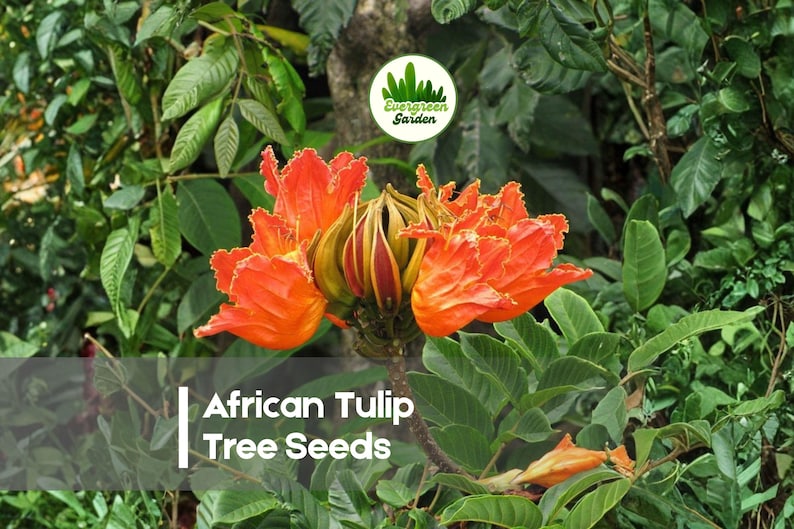 30 African Tulip Tree Seeds - Etsy