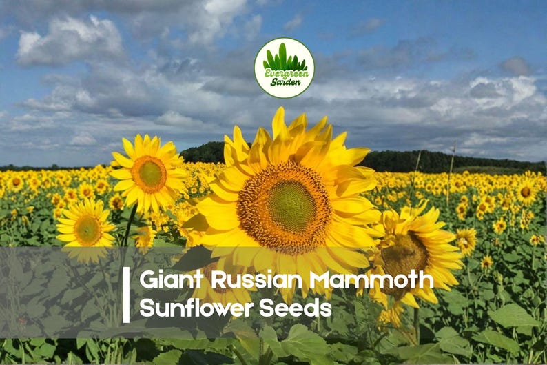 20 Giant Russian Mammoth Sunflower Seeds - Etsy