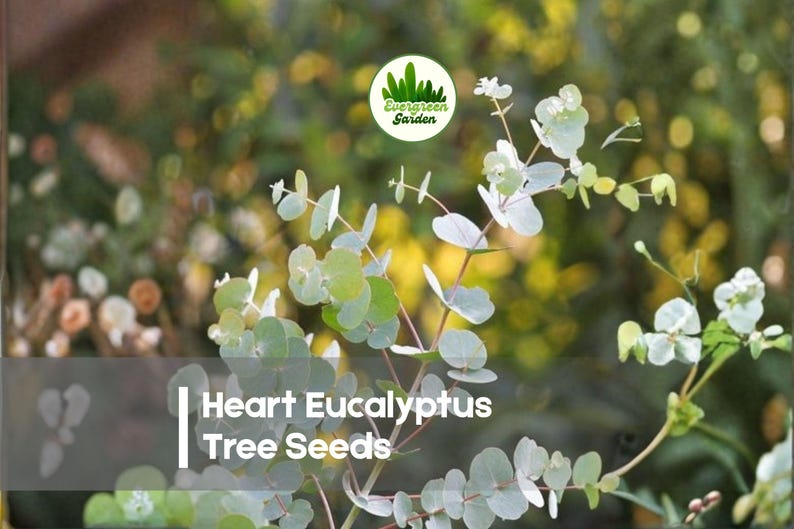 15 Heart Eucalyptus Tree Seeds - Etsy