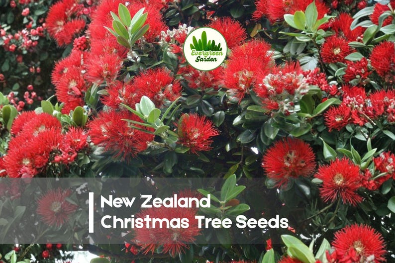 40 New Zealand Christmas Tree Seeds - Etsy