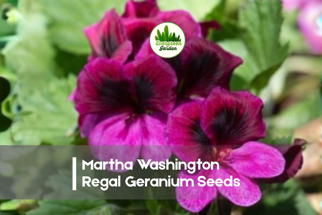 25 Martha Washington Regal Geranium Seeds - Etsy