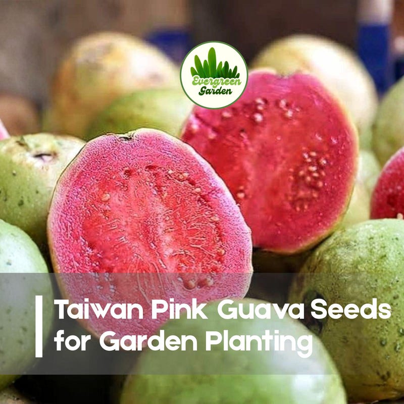 Pink Guava - Etsy