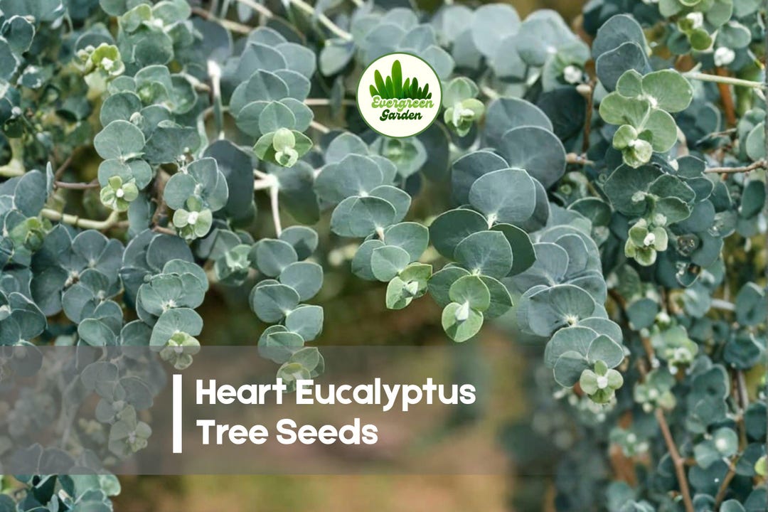 15 Heart Eucalyptus Tree Seeds - Etsy