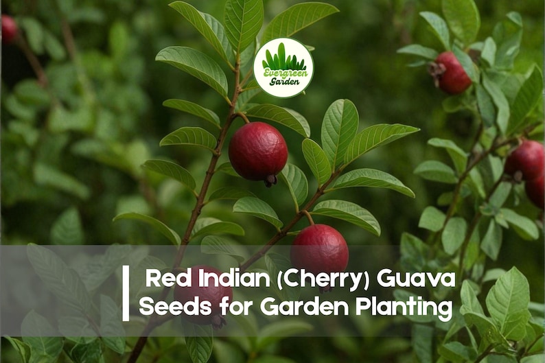 50 Red Indian (cherry) Guava Seeds - Etsy