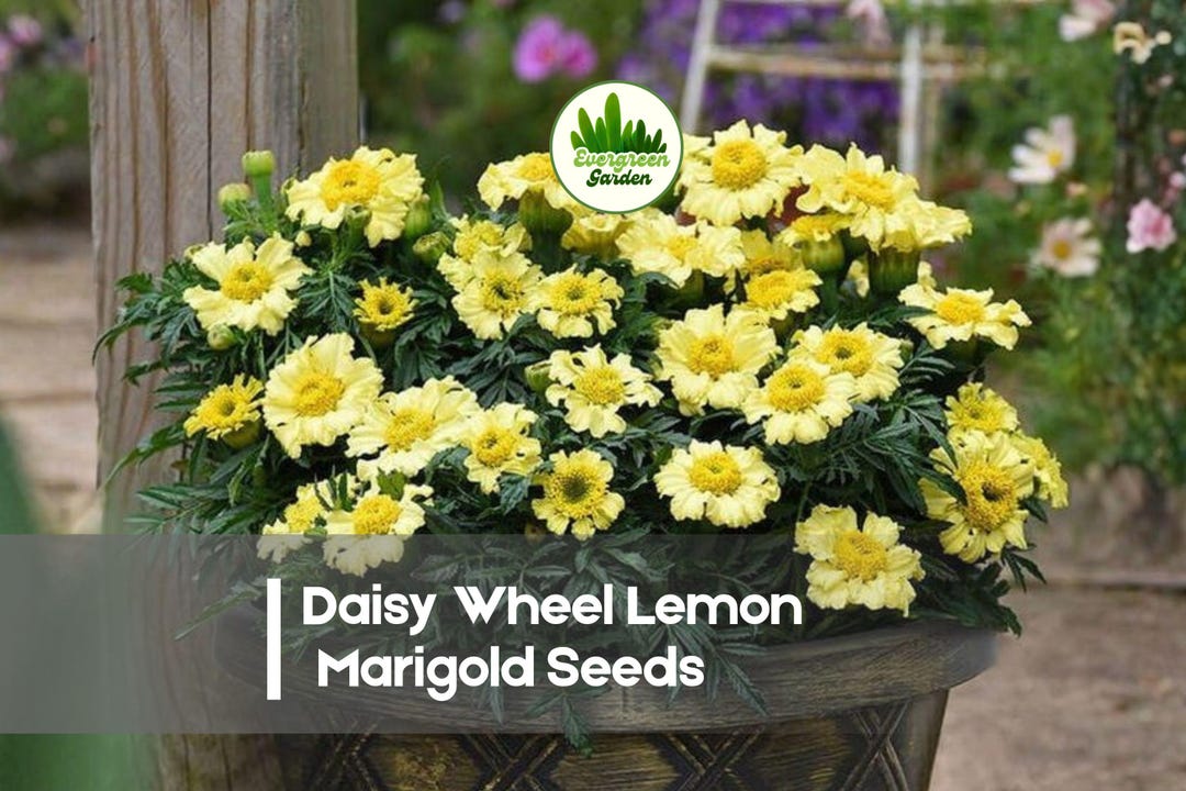 25 Daisy Wheel Lemon Marigold Seeds - Etsy