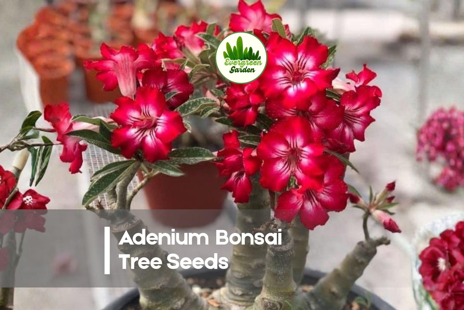 15 Adenium Bonsai Tree Seeds - Etsy