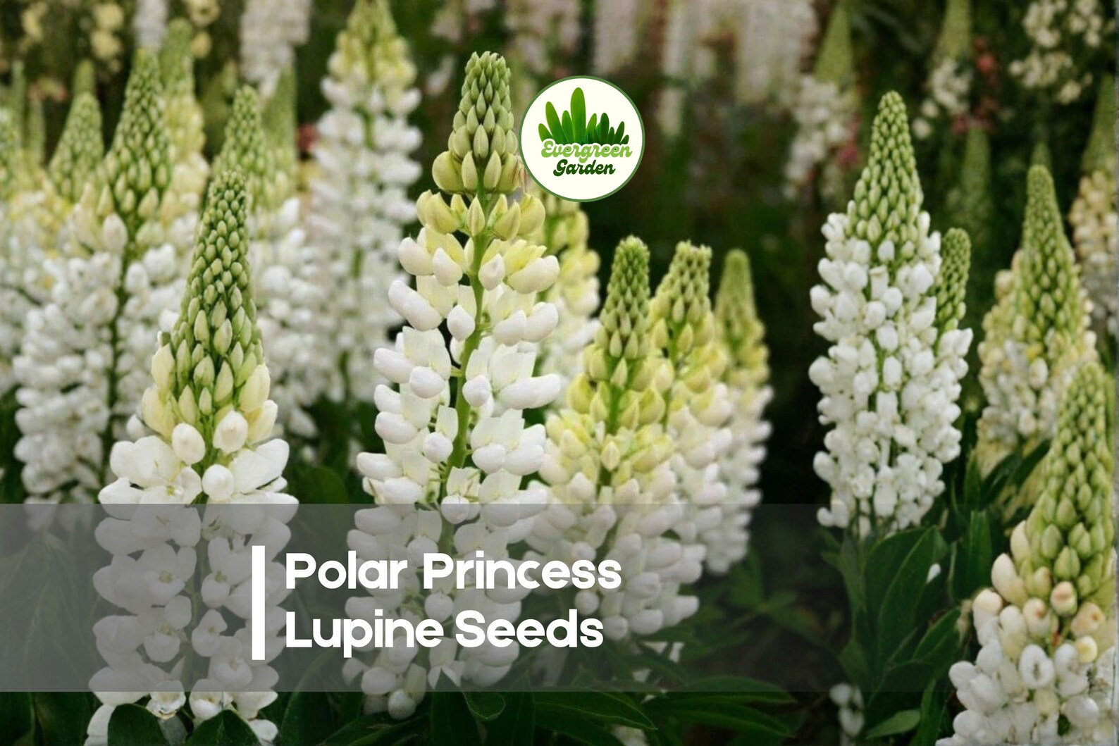 25 Polar Princess Lupine Seeds - Etsy