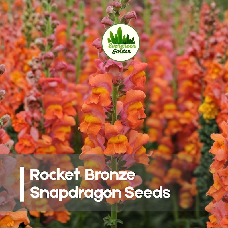 Snapdragon Seeds - Etsy