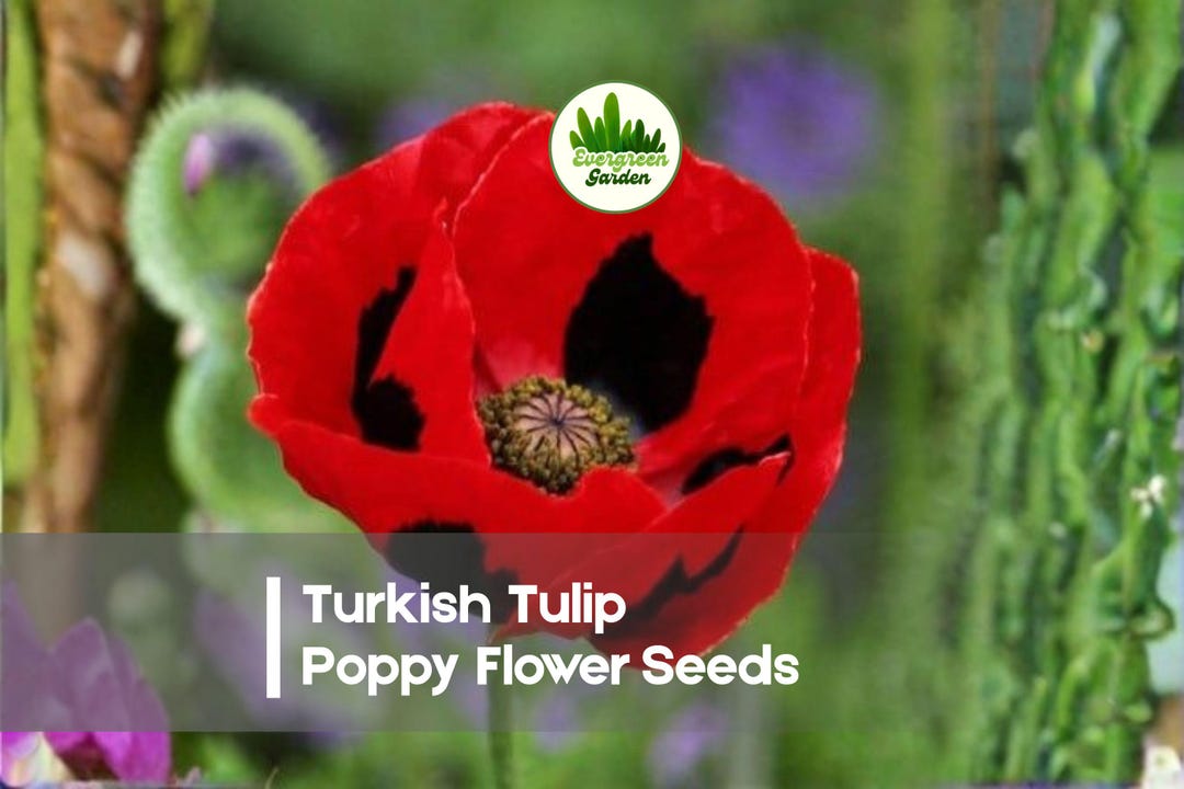 50 Turkish Tulip Poppy Flower Seeds - Etsy
