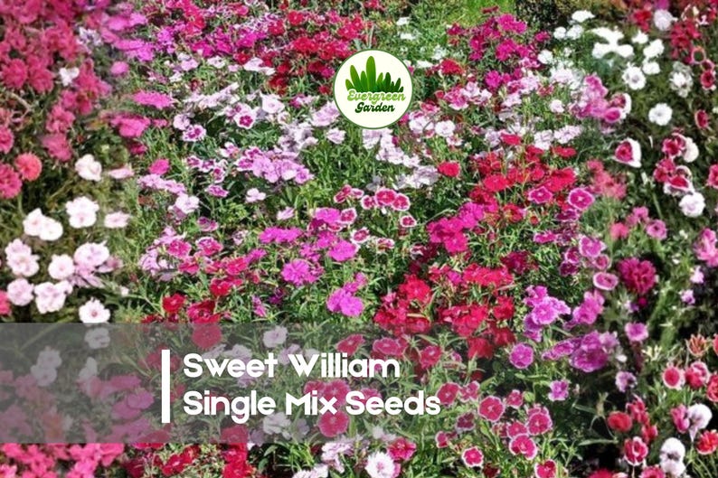 250 Sweet William Single Mix Seeds - Etsy