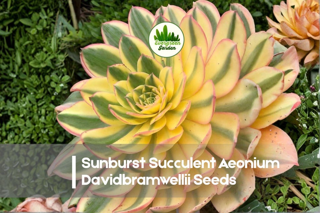 40 Sunburst Succulent Aeonium Davidbramwellii Seeds - Etsy