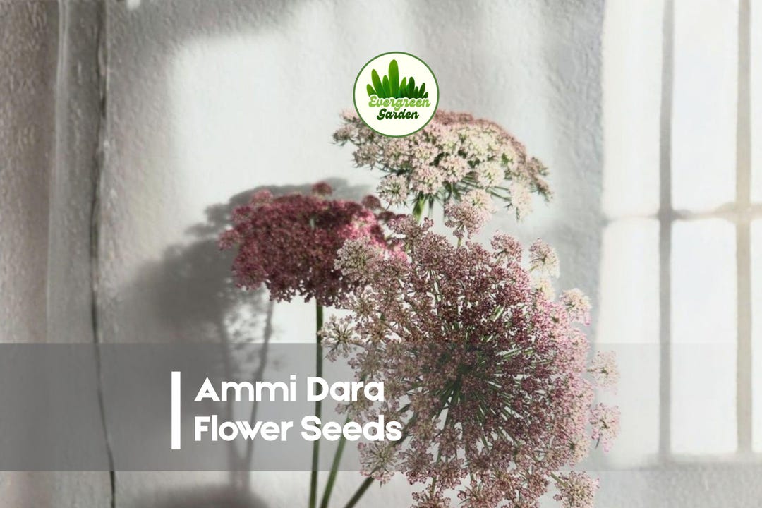 100 Ammi Dara Flower Seeds - Etsy