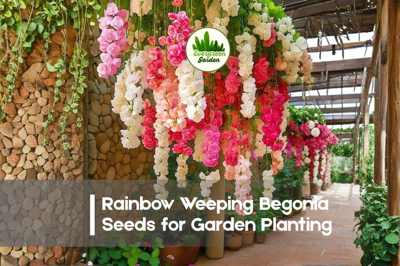 25 Rainbow Weeping Begonia Seeds - Etsy