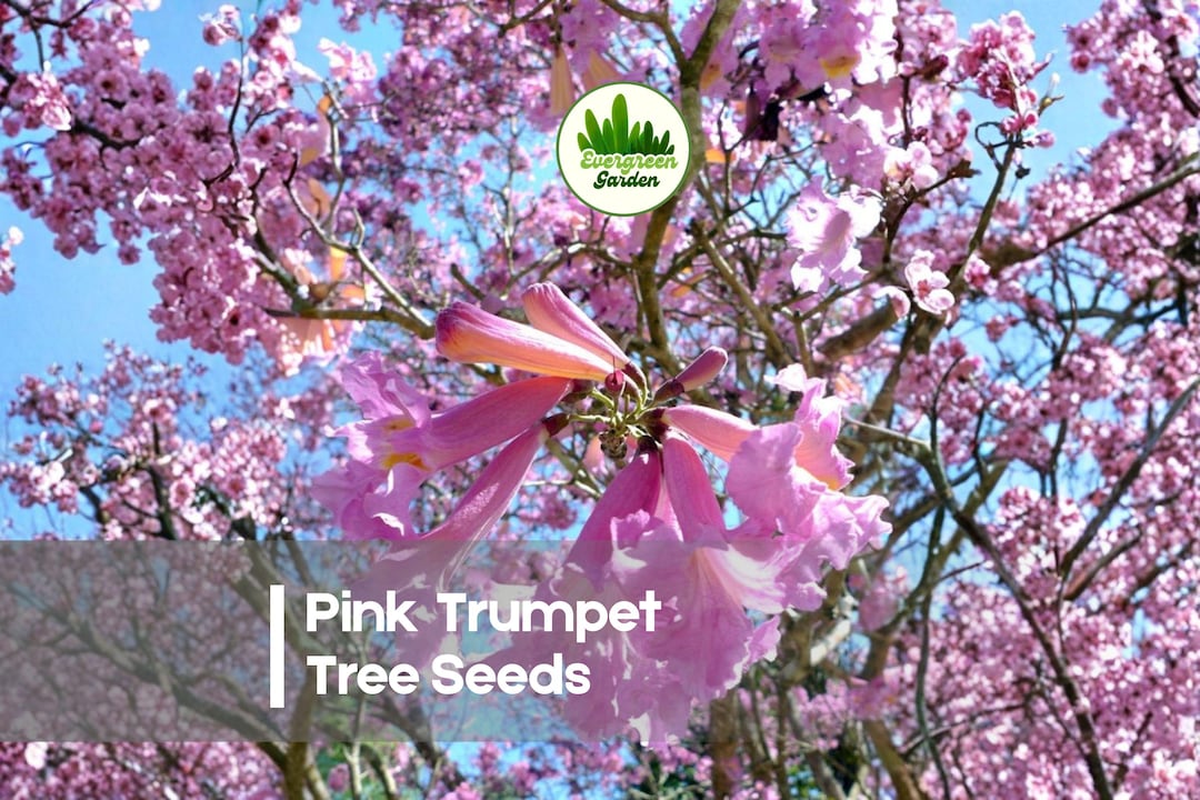 30 Pink Trumpet Tree Seeds - Etsy