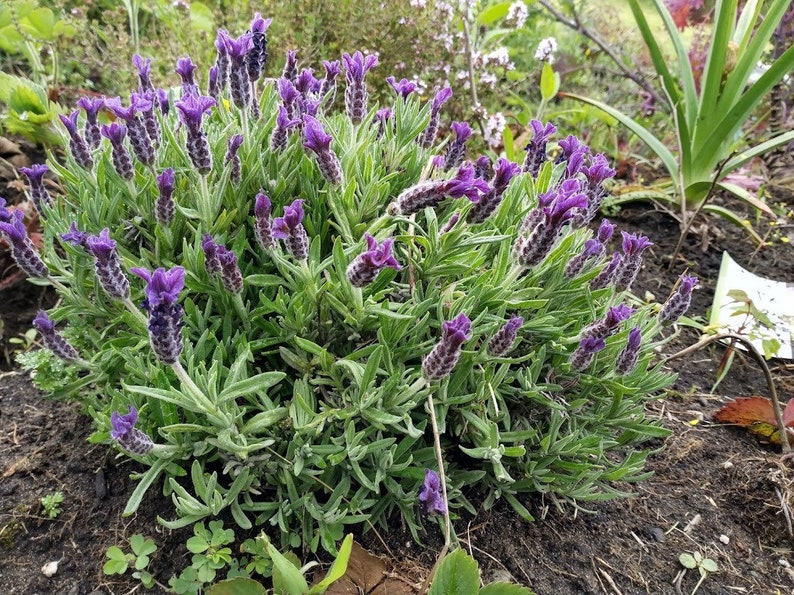 5 Anouk Deep Rose Spanish Lavender Cuttings Clippings Organic Herb ...