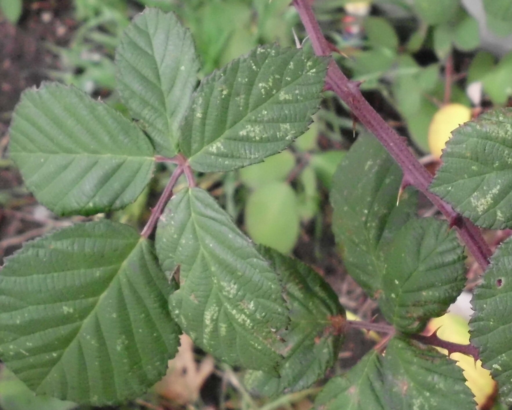 5 Blackberry Rubus Organic Berry Cane Cuttings for Propagation ...