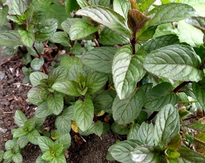 5 Chocolate Mint Herb Organic Live Perennial Plant Cuttings Clippings ...
