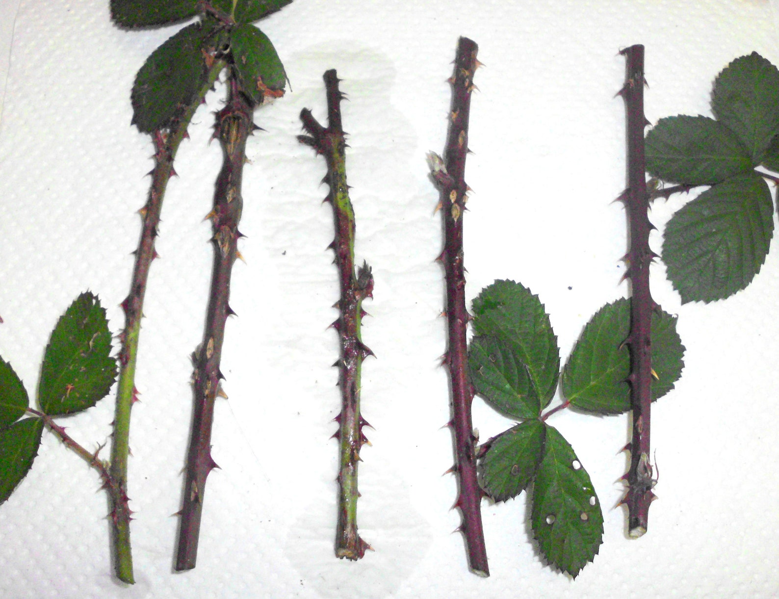 5 Blackberry Rubus Organic Berry Cane Cuttings for Propagation ...