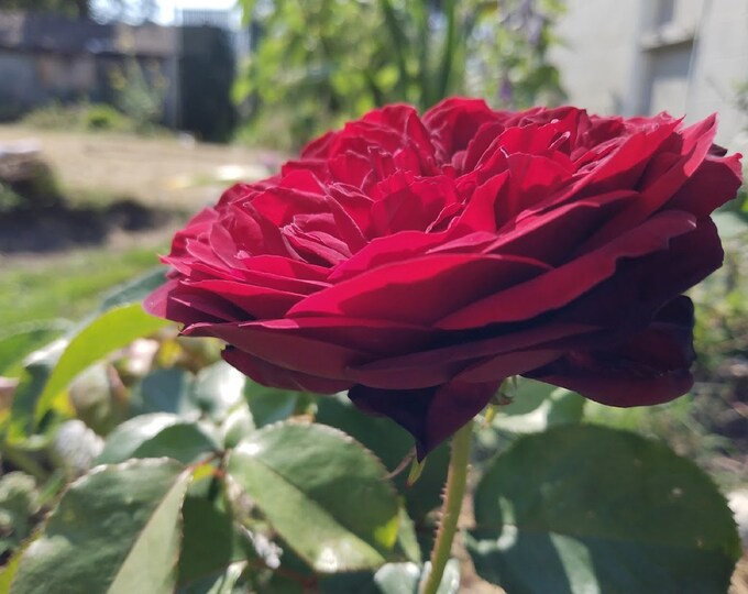 3 Scarlet Knight Grandiflora Rose Bush Organic Cuttings Clippings for ...
