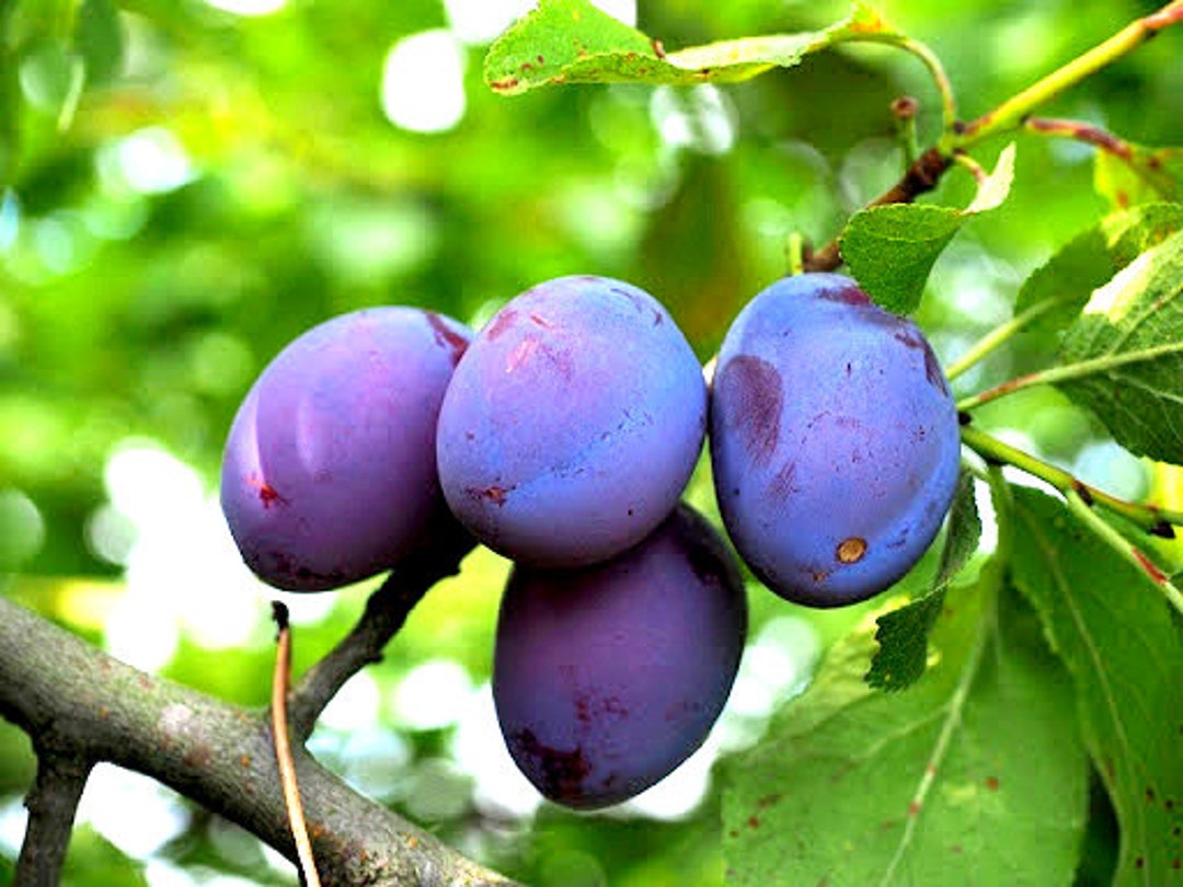5pc DAMSON BLUE PLUM Tree Unrooted Organic Cuttings for Rooting ...
