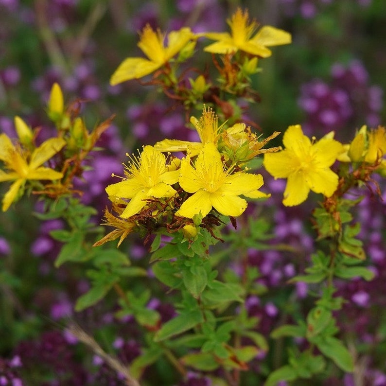 5 St. John's Wort Perennial Herb Cuttings Clippings for Propagation ...