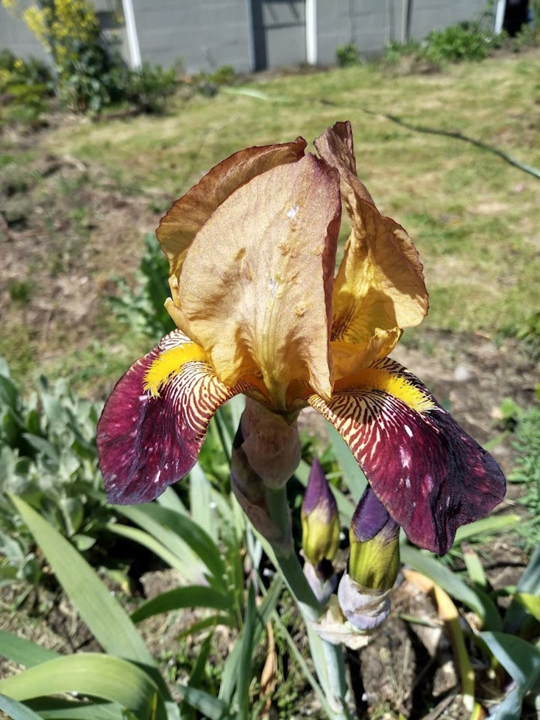 Tall Bearded Iris Vintage Bicolor Burgundy Beige Fragrant 1 Healthy ...