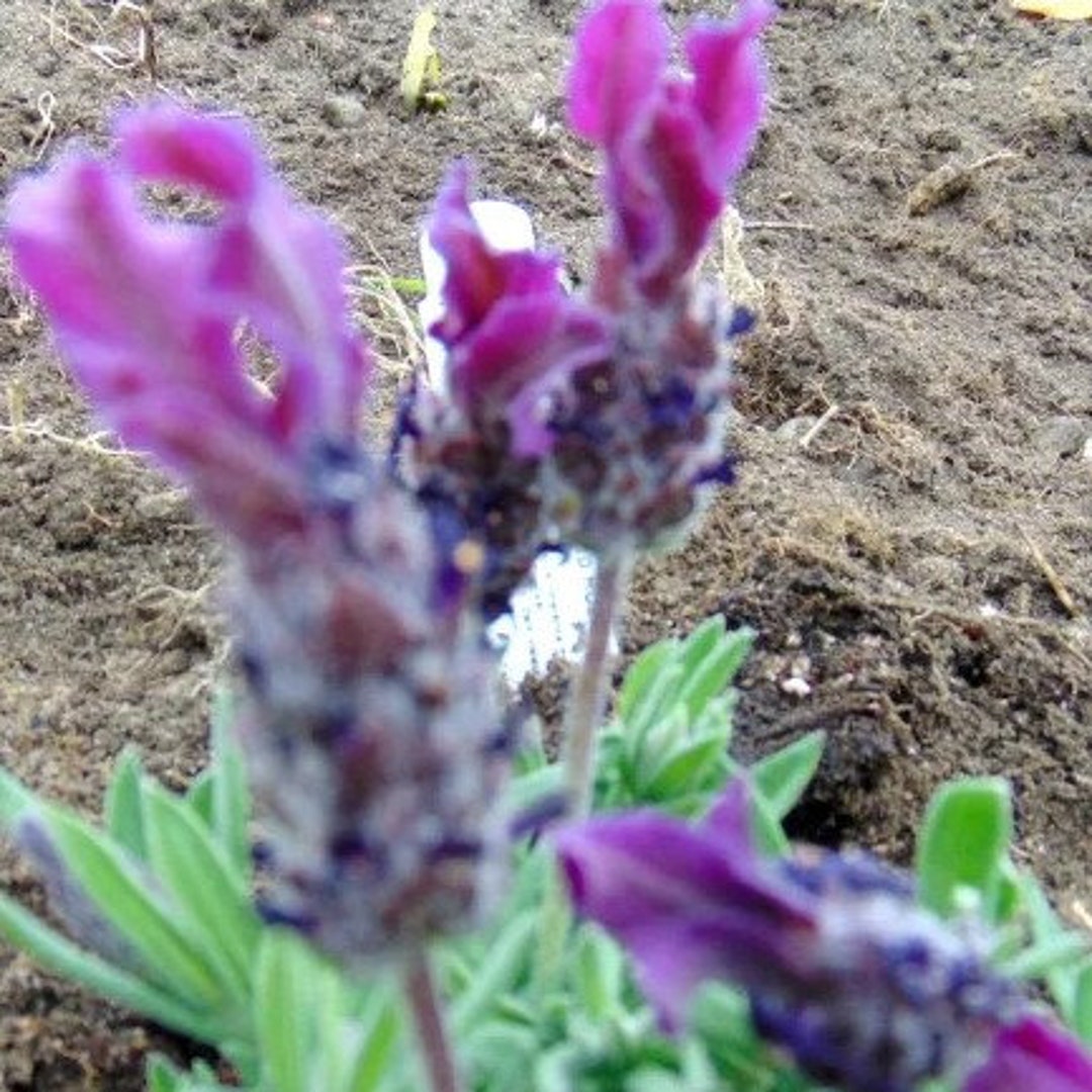 5 Anouk Deep Rose Spanish Lavender Cuttings Clippings Organic - Etsy