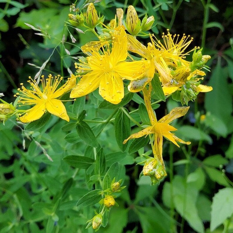 5 St. John's Wort Perennial Herb Cuttings Clippings for Propagation ...